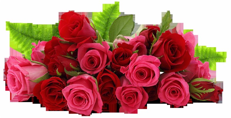 Good Evening Rose Flower - 3707x1885 Wallpaper - teahub.io