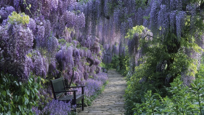 Wisteria Tree Beautiful Wallpapers