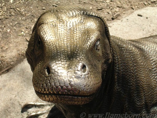 Big Komodo Dragons - 1000x669 Wallpaper - teahub.io