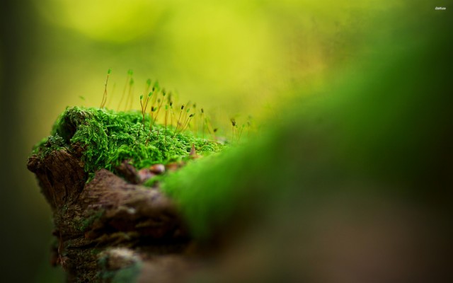 Moss - 1100x825 Wallpaper - teahub.io