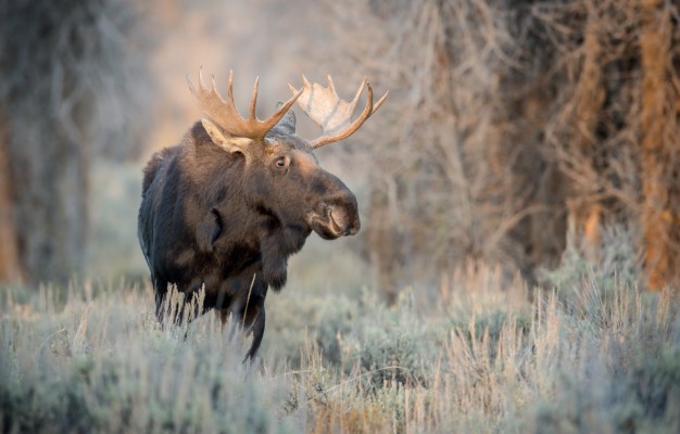 Photo Wallpaper Autumn, Nature, Moose - 1080 X 1920 Hd Moose - 1332x850 ...