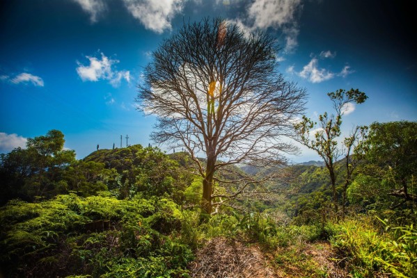 Random Tree Wallpaper - Grove - 2526x1686 Wallpaper - teahub.io