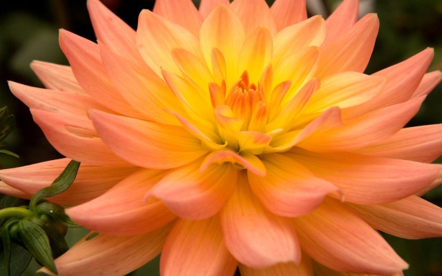 High Definition Hd Wallpapers Of Flowers - 1920x1080 Wallpaper - teahub.io