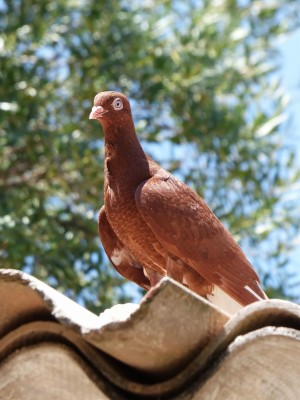 Colom De Vol Catala - 910x1213 Wallpaper - teahub.io