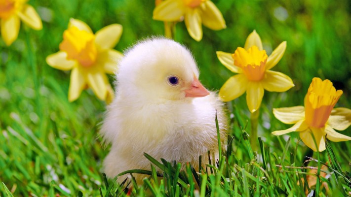 Baby Chicks Hd Wallpapers - Beautiful Baby Chickens - 1920x1080 ...