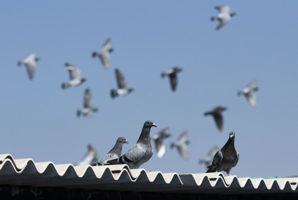 Racing Pigeon Wallpaper Pigeons