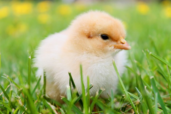 Baby Chicks - 4272x2848 Wallpaper - teahub.io
