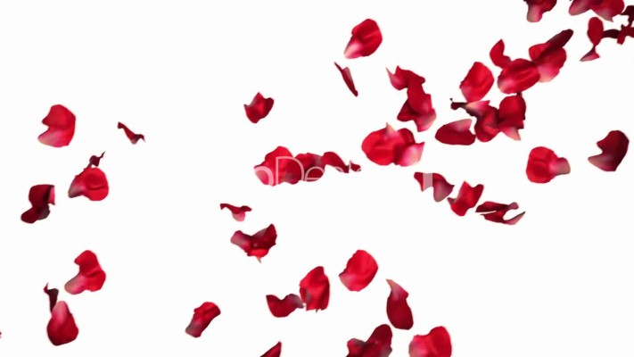 Rose Petals Steam Background - 1920x1080 Wallpaper - teahub.io