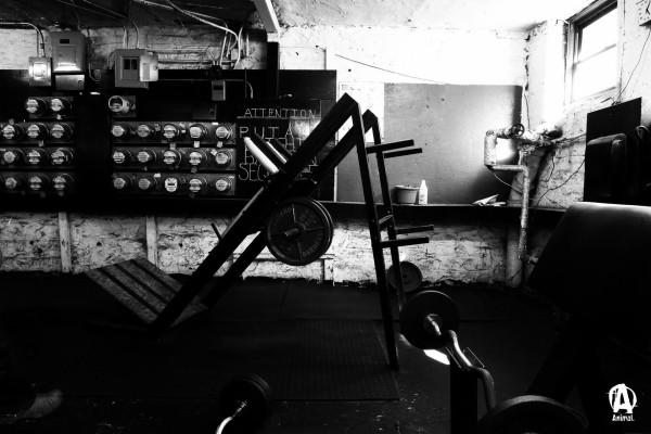 Gym Wallpaper Hd - Animal Pak - 1920x1280 Wallpaper - teahub.io