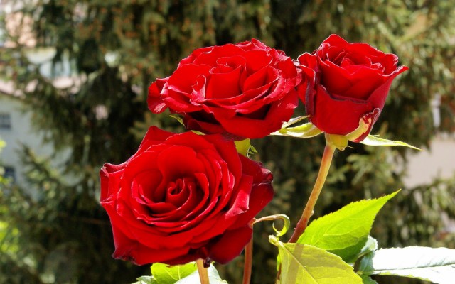 Gulab Flower Image Download - 1920x1080 Wallpaper - teahub.io