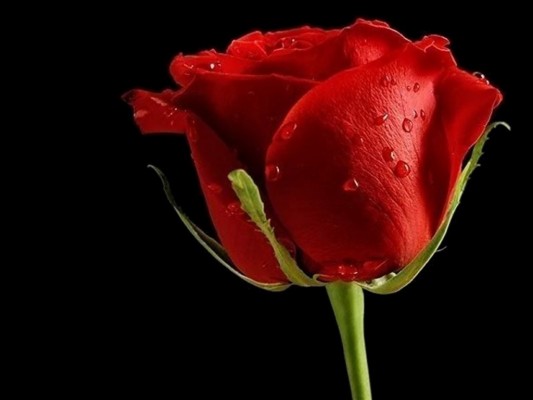 Red Rose For U - 1024x768 Wallpaper - teahub.io