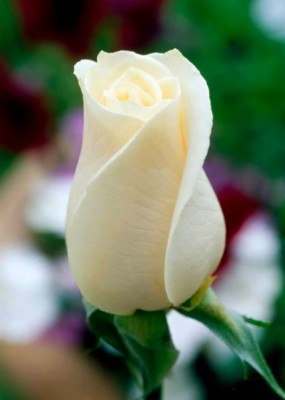 Beautiful Single White Rose Image Picture - Beautiful Single White Rose ...