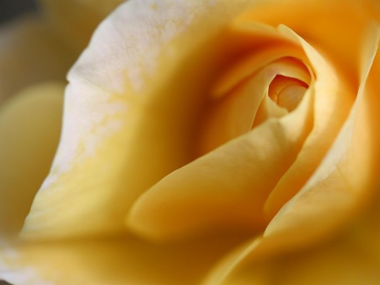 Large Yellow Rose Wallpaper - Floribunda - 800x600 Wallpaper - teahub.io