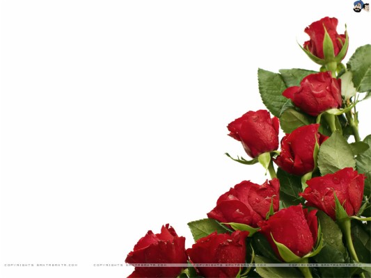Roses - Vanillin Isobutyrate Fragrance Ingredients - 1024x768 Wallpaper ...