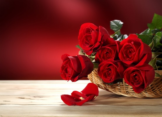 Happy Rose Day - Rose Flower - 800x600 Wallpaper - teahub.io