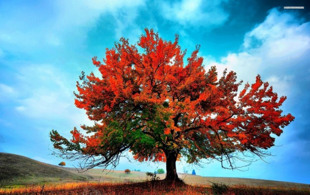 Beautiful Red Autumn Tree Wallpapers - Beautiful Autumn Tree - 1280x804 ...