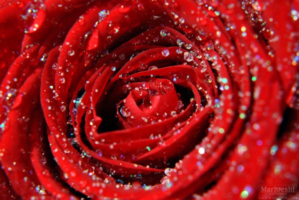 Red Rose 1080p - 900x602 Wallpaper - teahub.io