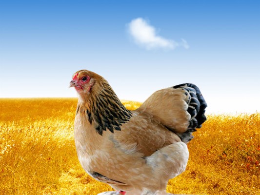 Hen - Buff Chicken Breeds - 800x600 Wallpaper - teahub.io