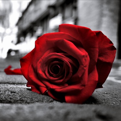 Beautiful Red Rose - Alone Images No Copyright - 2048x2048 Wallpaper ...