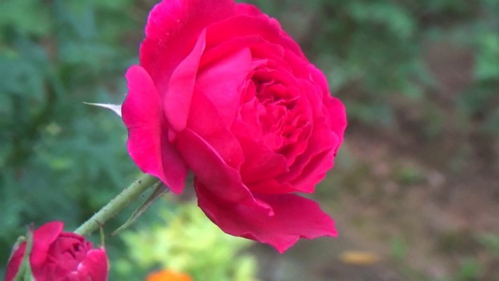 Gulab Flower Image Download - 1920x1080 Wallpaper - teahub.io