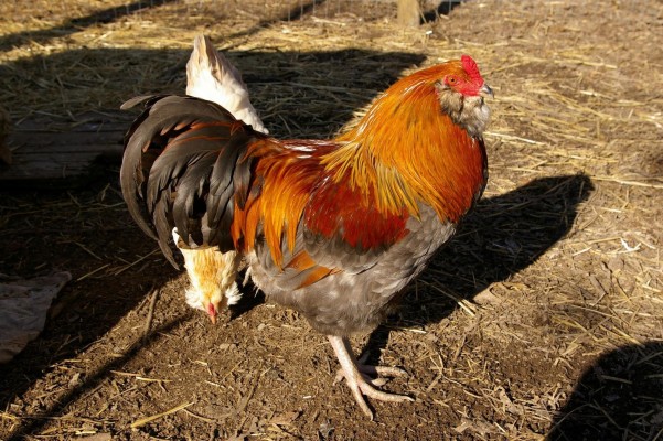 Hen Wallpapers Hd - Hen Hd Images Download - 1920x1276 Wallpaper ...