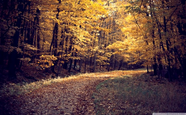 Autumn Forest Desktop Background - 1596x987 Wallpaper - teahub.io