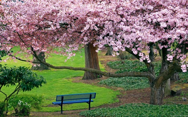 Photo Spring Flowering Tree - Spring Flowers And Trees - 1024x681 ...