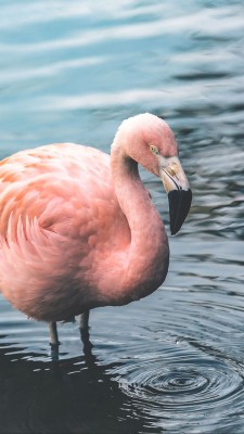 Fancy Birds - 1280x1024 Wallpaper - teahub.io