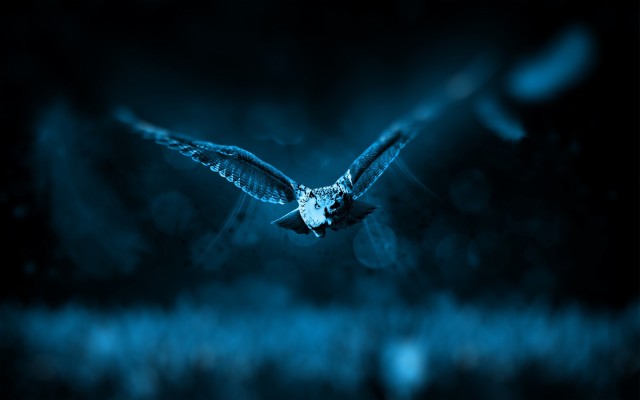 Owl Wallpapers - Owl In Night Sky - 1600x1000 Wallpaper - teahub.io