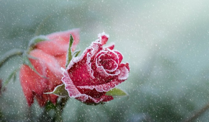 Pink Rose 4k - 3840x2160 Wallpaper - teahub.io