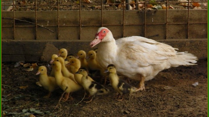 Duck Wallpaper - Animals With Bump On Head - 1680x1050 Wallpaper ...