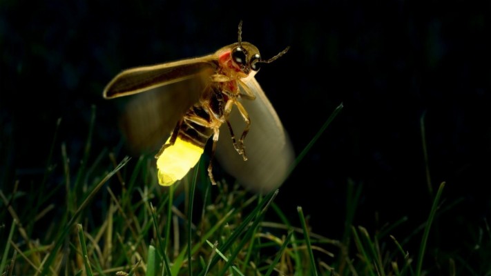 Fireflies - Firefly Insect Wallpaper Hd - 900x900 Wallpaper - teahub.io