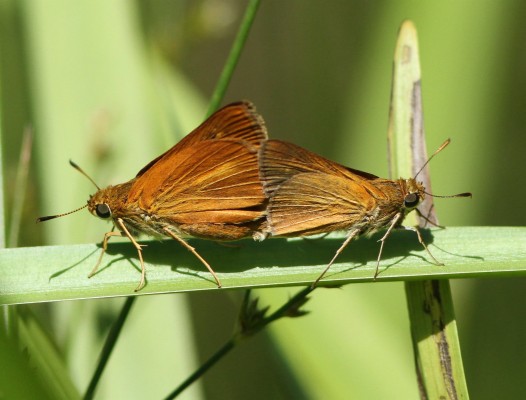 Large Skipper - 1579x1200 Wallpaper - teahub.io