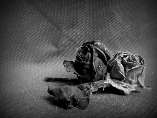 91 Gambar Keren Mawar Hitam Gratis Terbaik - Buket Bunga Mawar Hitam ...