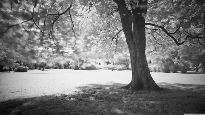 Sitting Under Tree Shade - 1920x1200 Wallpaper - teahub.io