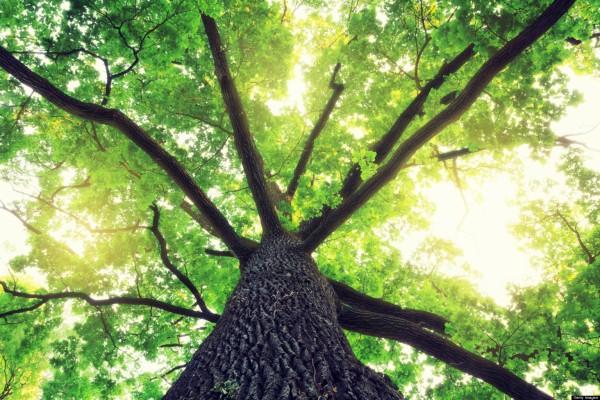 Oak Tree Spring - 1536x1024 Wallpaper - teahub.io