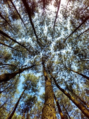 Pohon Pinus - 640x853 Wallpaper - teahub.io