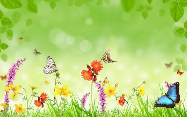 Download Free Butterfly Wallpapers For Your Mobile - Microsoft ...