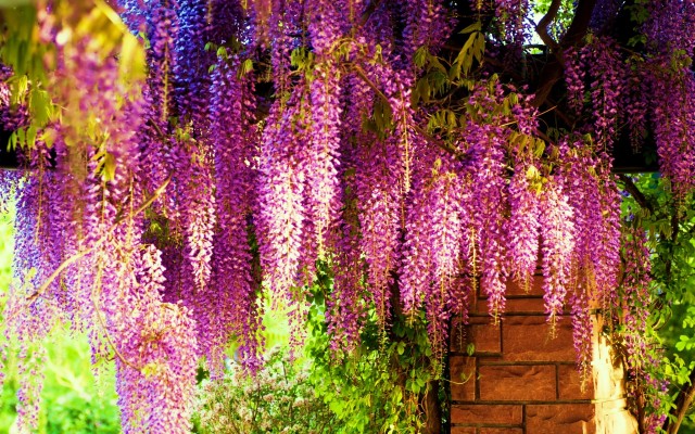 2256x1504, Hd Pink Wisteria Wallpaper - Desktop Background Wisteria ...