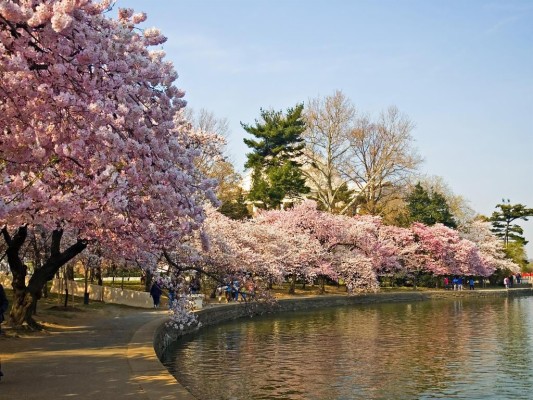 Taman, Bunga, Bunga - Summer Hd Wallpaper Blossom - 2560x1600 Wallpaper ...