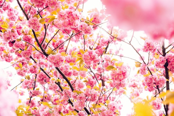 Flower Tree Wallpaper Page - Beautiful Desktop Background Pc ...