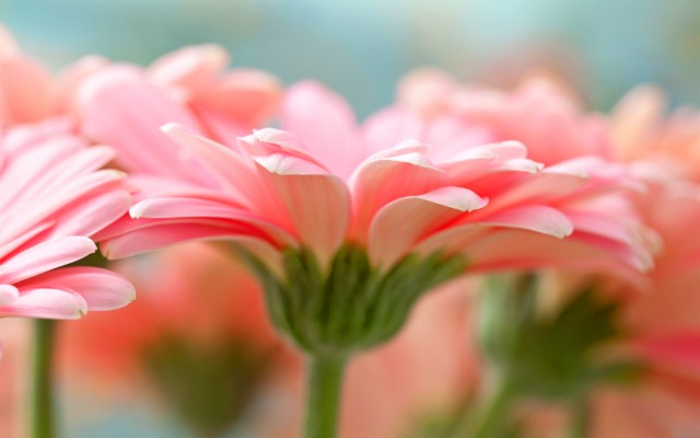 Lily Flower Facebook Cover - 5478x2028 Wallpaper - teahub.io