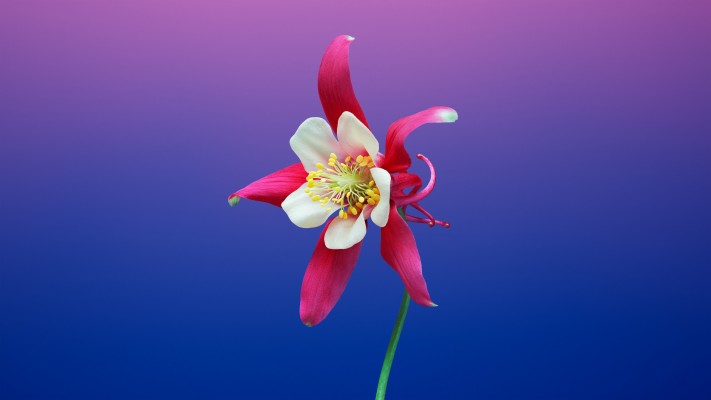 Mac Osx - Mac Os Mojave Wallpaper Flower - 3840x2160 Wallpaper - teahub.io