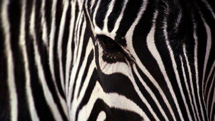Zebra Close Up Face - 1920x1080 Wallpaper - teahub.io