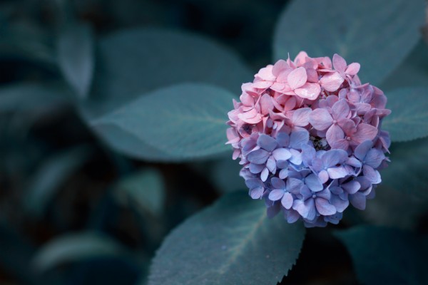 Hydrangea Flower Photography - 5184x3456 Wallpaper - teahub.io