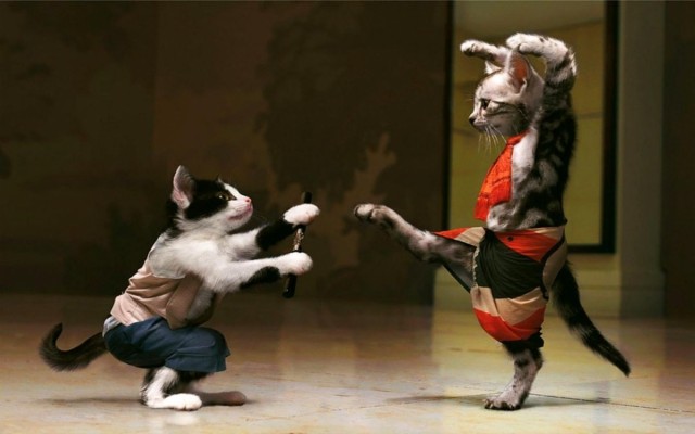 Kung Fu Cat - 1200x750 Wallpaper - teahub.io