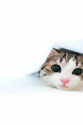 Bg Cat - 640x960 Wallpaper - teahub.io