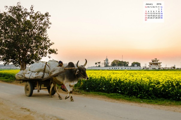 Desi Wallpaper Punjab Khet - 992x880 Wallpaper - teahub.io