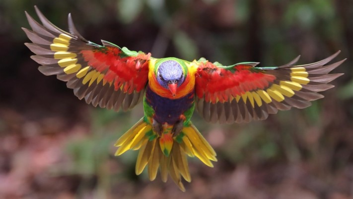 Bird - Loriini - 1600x900 Wallpaper - teahub.io