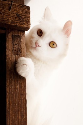 Turkish Angora Ginger Cat - 909x1394 Wallpaper - teahub.io